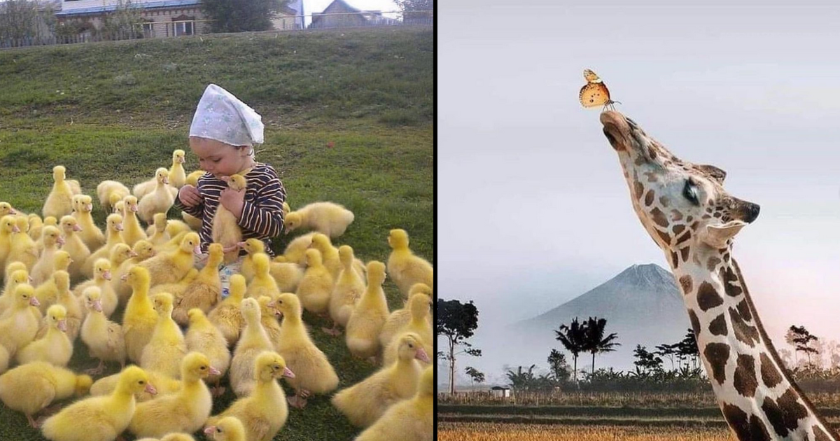 If The World Feels Like A Dark Place, These 20 Inspiring Animal Pics ...