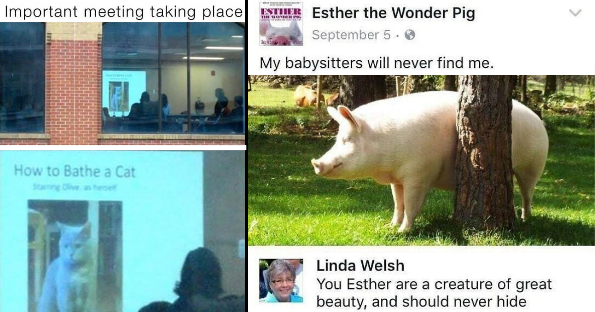35+ Funniest Animal Memes To Help You Giggle Your Way Into A New Work ...