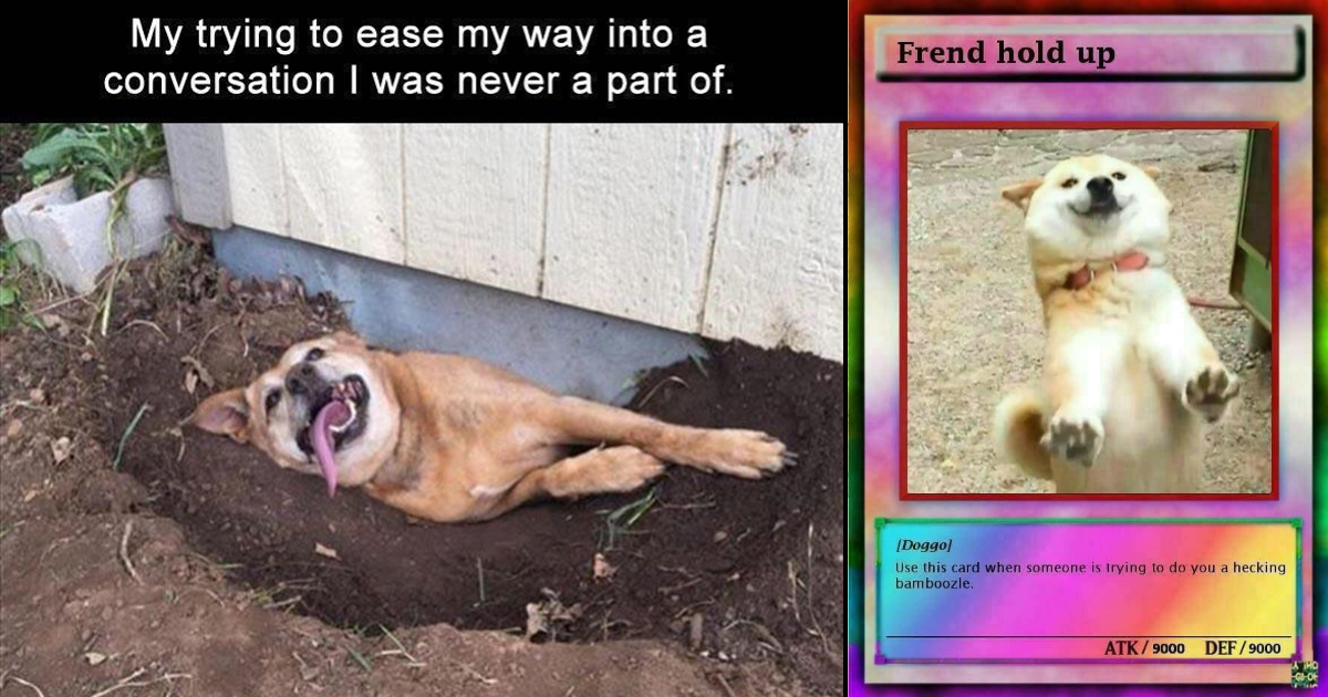 Funniest Dog Memes of the Week For Canine Connoisseurs (June 1, 2023 ...