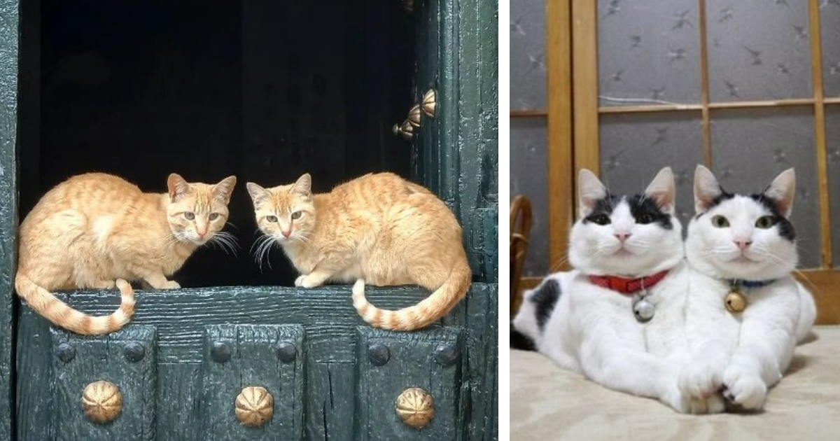 Seeing Double: 25 Twin Cats So Similar, You'll Paws For A Second Look ...