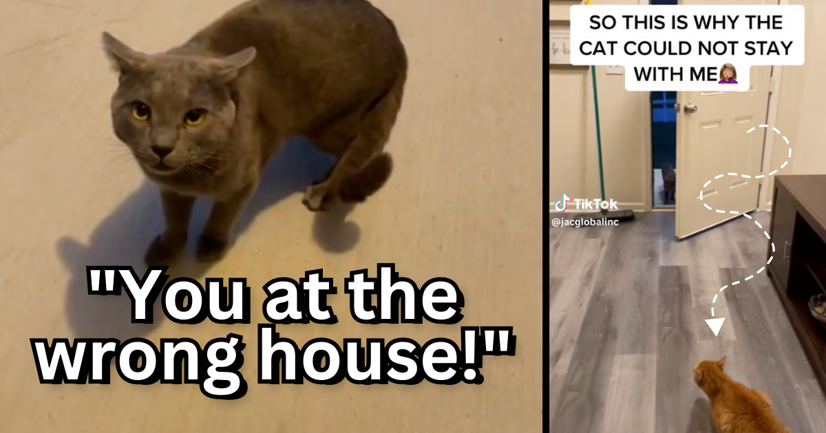 I Can Has Cheezburger? - cat-meow - Funny Animals Online - Cheezburger