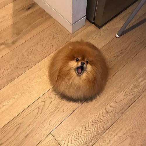 Internet encuentra una foto de un lindo perrito. Internet la arregla ...