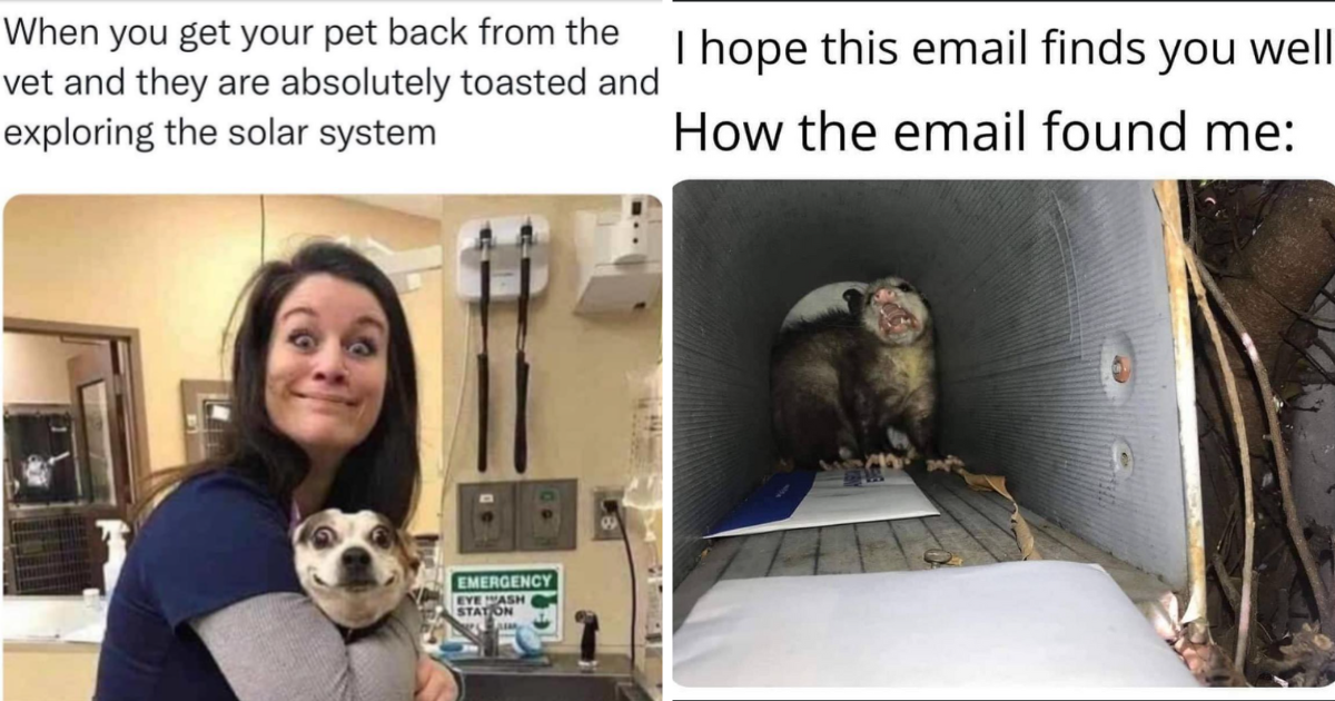 Wacky World Of Saturday Animal Memes (18 Memes & Video) - Animal Comedy ...