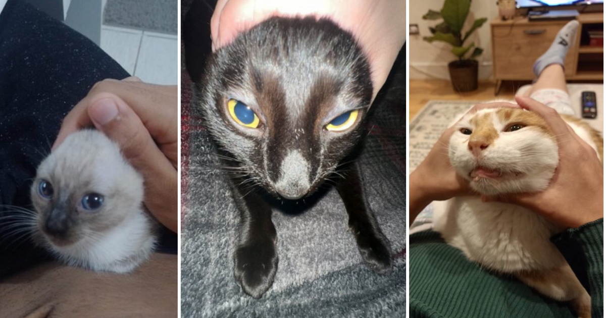 Prepare for Hy-purrr Drive: 30 Adorable And Chucklesome Cats With Their ...