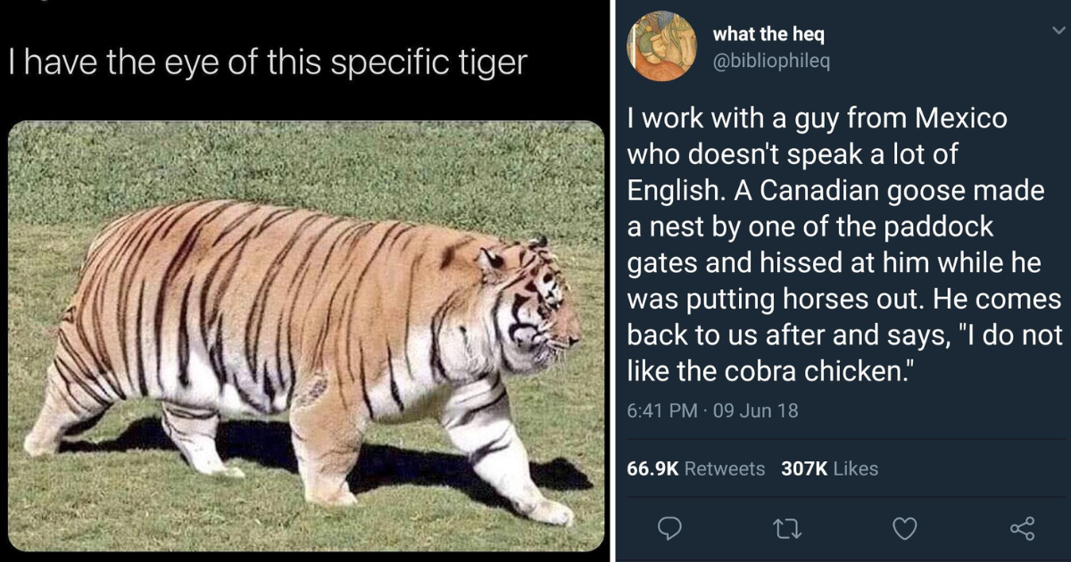 23 Funniest Animal Memes To Message To Your Friends Instead Of Doing ...