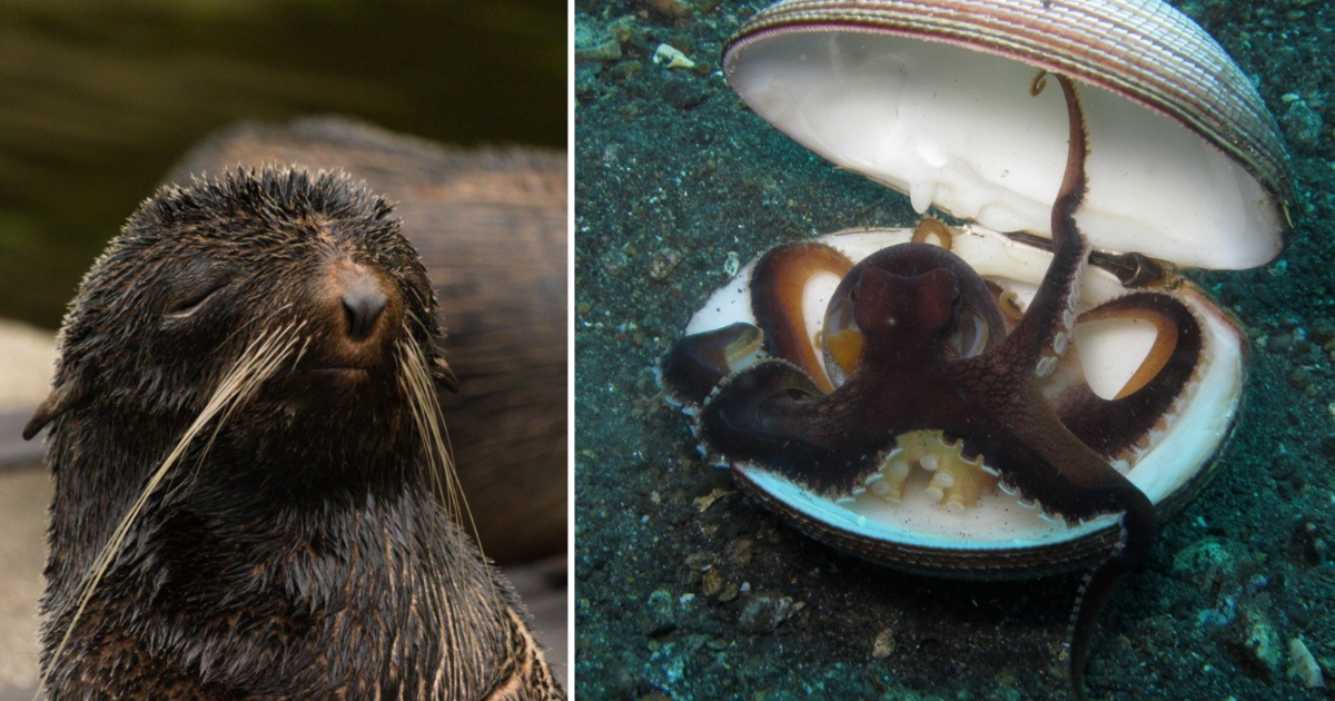 26 Sassy Sea Creatures That Are Cuter Than They Get Credit For For A ...