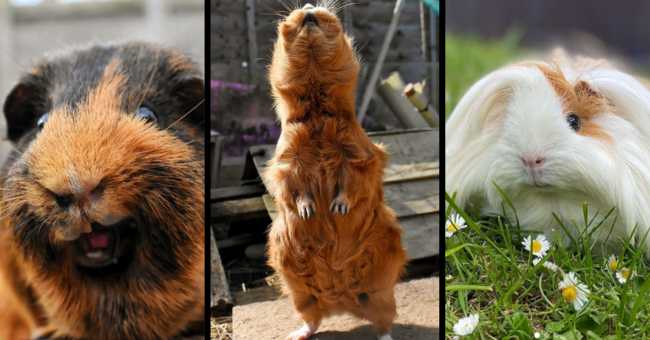 A Superb Selection Of 27 Scruffy Squeaking Guinea Pig Pics For A Sweet ...