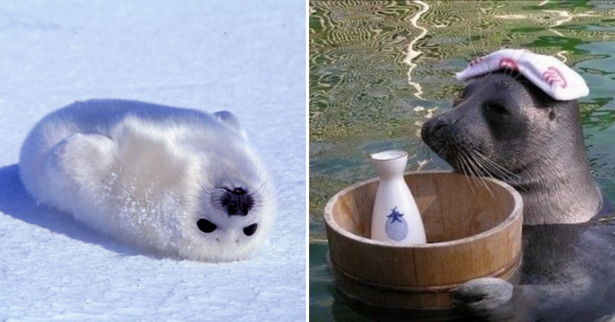 27 Super Silly Seals That Do An Ex-seal-ant Job Of Delivering Wholesome ... 27 Super Silly Seals That Do An Ex-seal-ant Job Of Delivering Wholesome ...