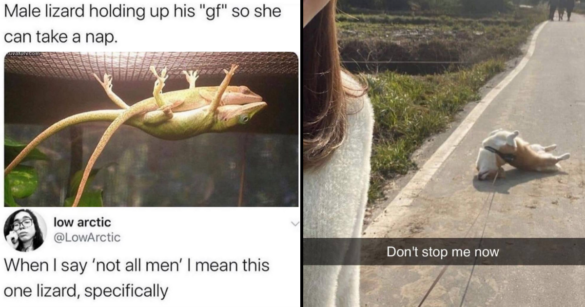 27 Absurd Animal Memes That 100% Pass The Vibe Check This Week (June 7 ...