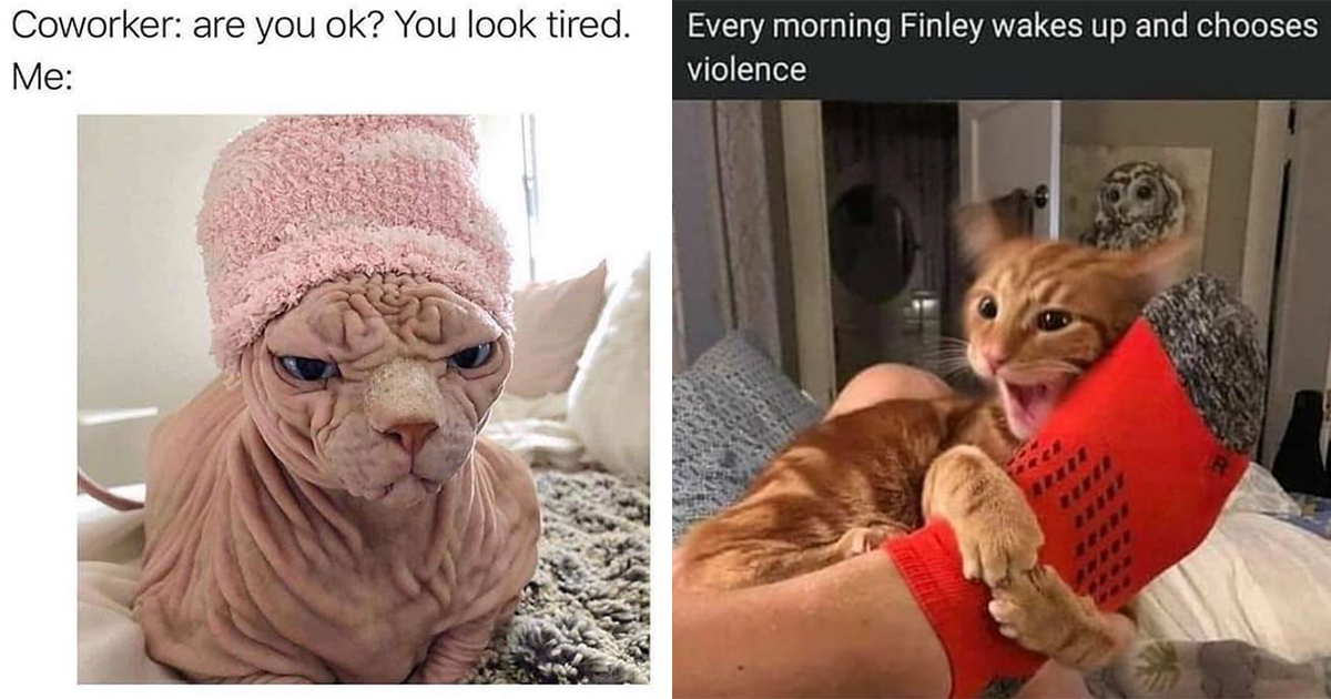 Another Caturday Partay Is About To Get Started: The Funniest Cat Memes ...