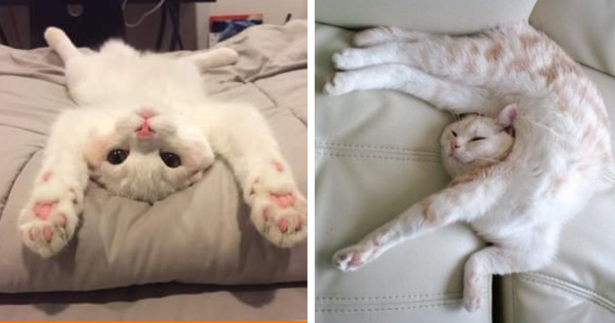 Clawtastically Cute Cat Collection: 17 Pawdorable Pics And Vids Of ...