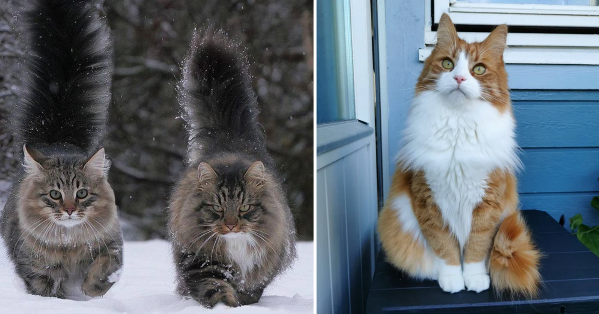 30 Adorable Balls of Floofy Fluffs and Kitty Cats For A Brighter Day ...