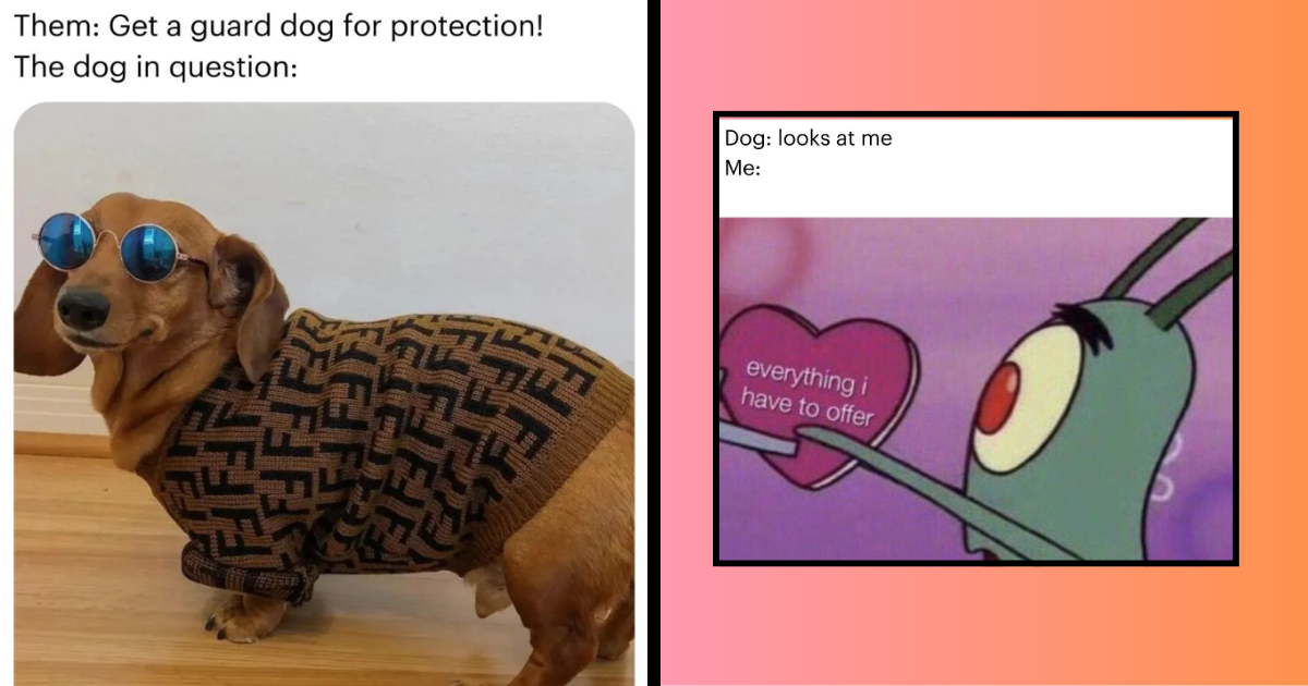 20 Emotional Support Memes of Wholesome Doggos That'll Get You Through ...