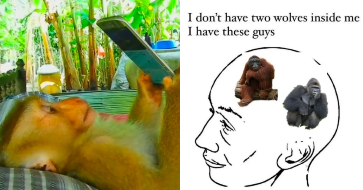 Going Bananas For These Primate Memes (16 Memes & Videos) - Animal ...