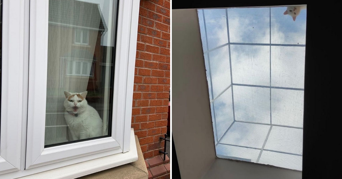 24 Peeping Tom Cats That Can't Get Enough Of The Drama, Mama - I Can ...