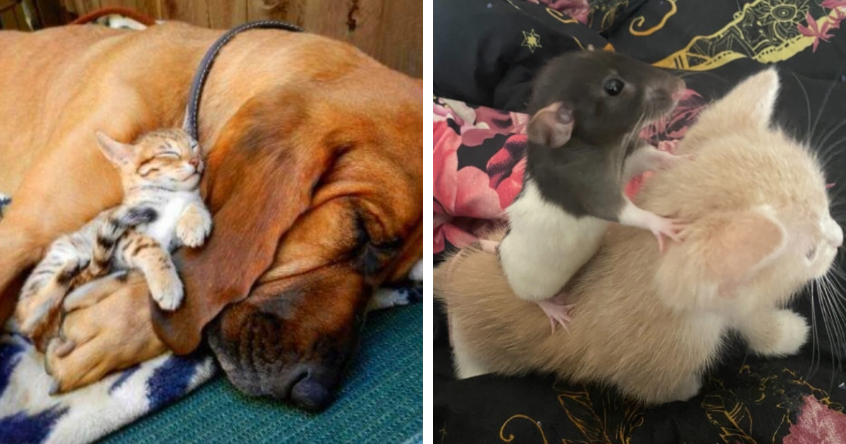 Best Buddies Abound: 17 Awwdorable Pics And Vids Of Cute And Silly ...