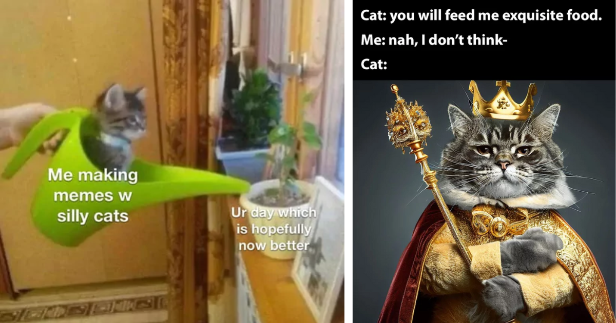Furr-ociously Funny: Pouncing Into The World Of Cat Memes - I Can Has ...