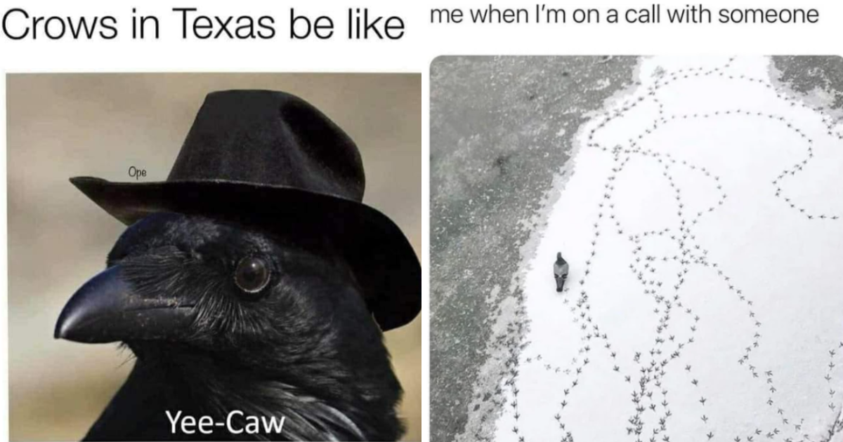 Birb Meme Supreme: 17 Chuckle Inducing Memes Of Silly And Sassy Avian ...