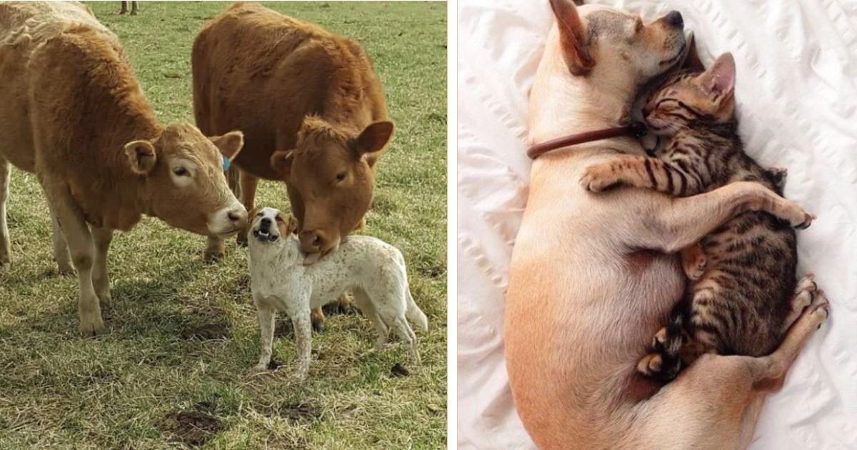 Best Fwends Furrever, Doggo Edition: 17 Cute And Silly Pics Of ...