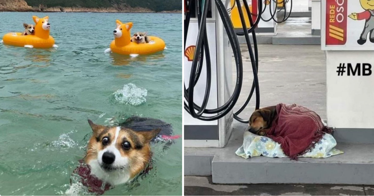Sit, Stay, Scroll: Enjoy These 40 Random Funny And Wholesome Doggo Pics ...
