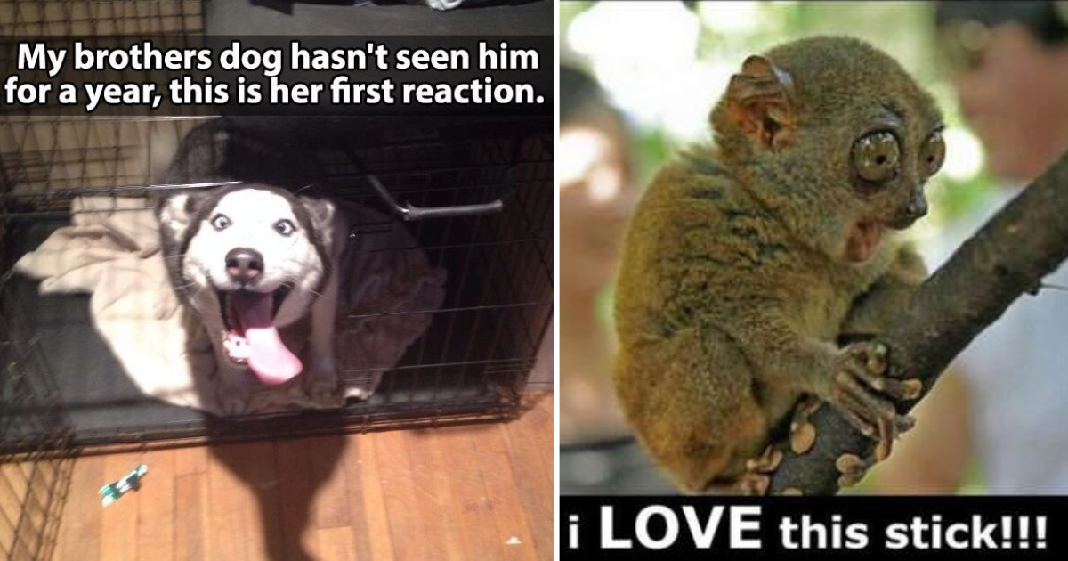 25+ Wholesome Animal Pics And Memes To Start The Weekend With A ...