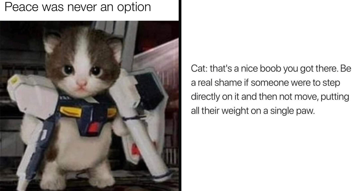 Office Cat Memebase Funny Memes