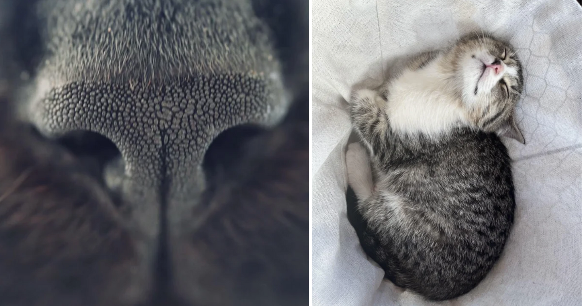 The Boop Troupe: 22 Extremely Adorable Cat Noses That Need A Boop On ...