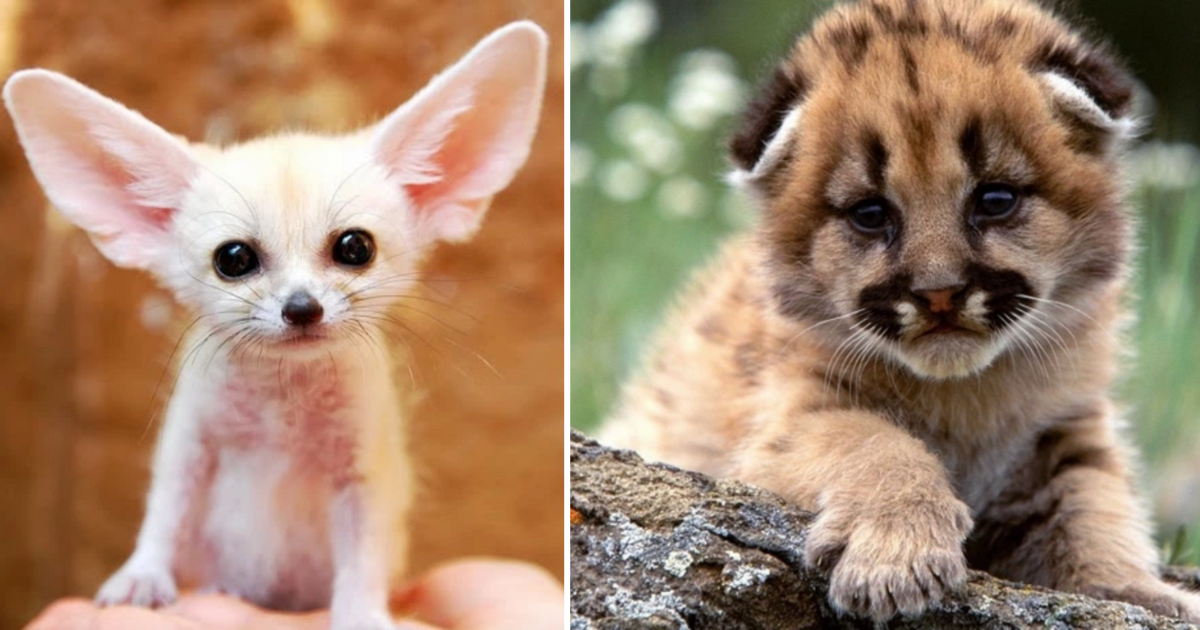 From Awww-dorable To Downright Silly: 30+ Mood-Boosting Baby Animals ...