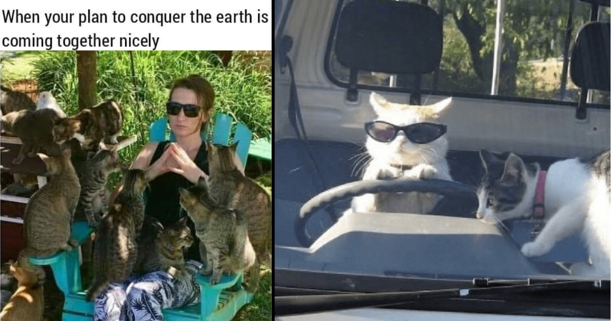 30+ Hilarious Cat Memes To Help You Laugh Through The Pain Of Finishing ...