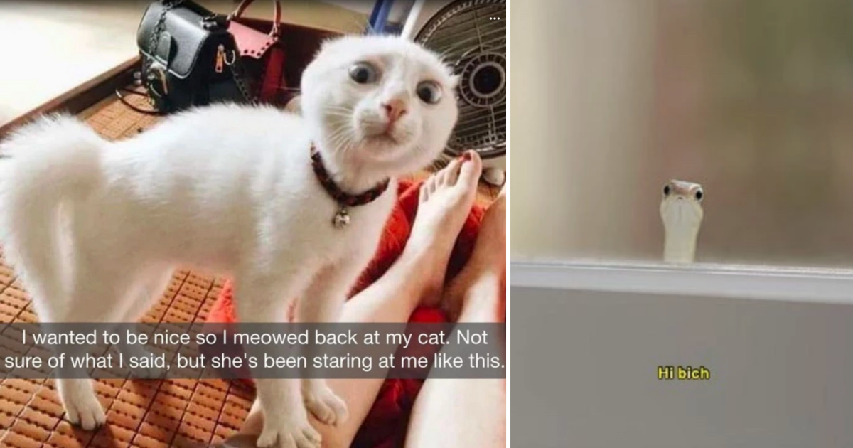 35+ Funniest Animal Memes To Help You Giggle Your Way Into A New Work ...