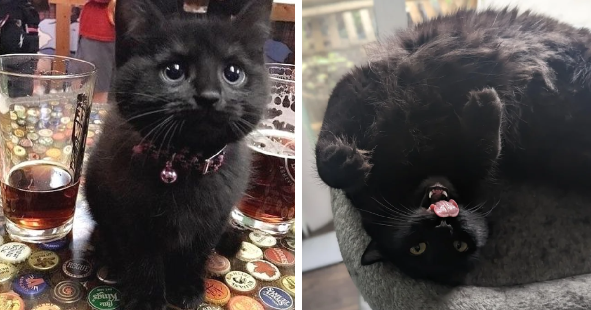 Una-Void-able Cuteness: 16 Pawdorable Pics Of Vibrant Void Vagabonds ...