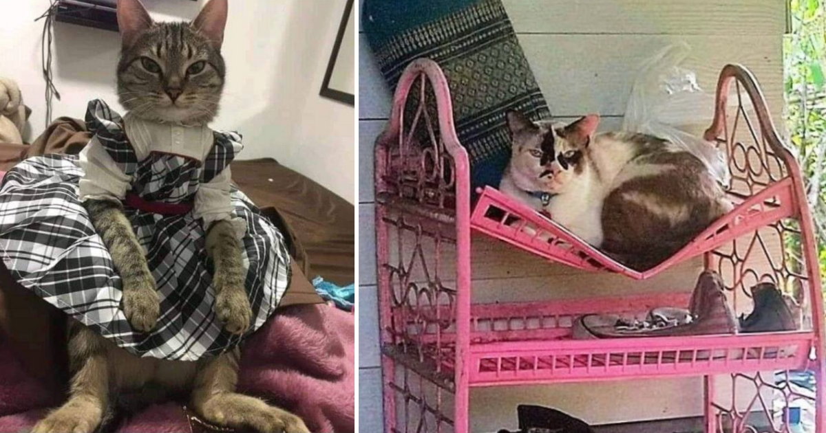 25 Funniest Pictures Of Cranky Cats That Purrfectly Match How We Feel ...