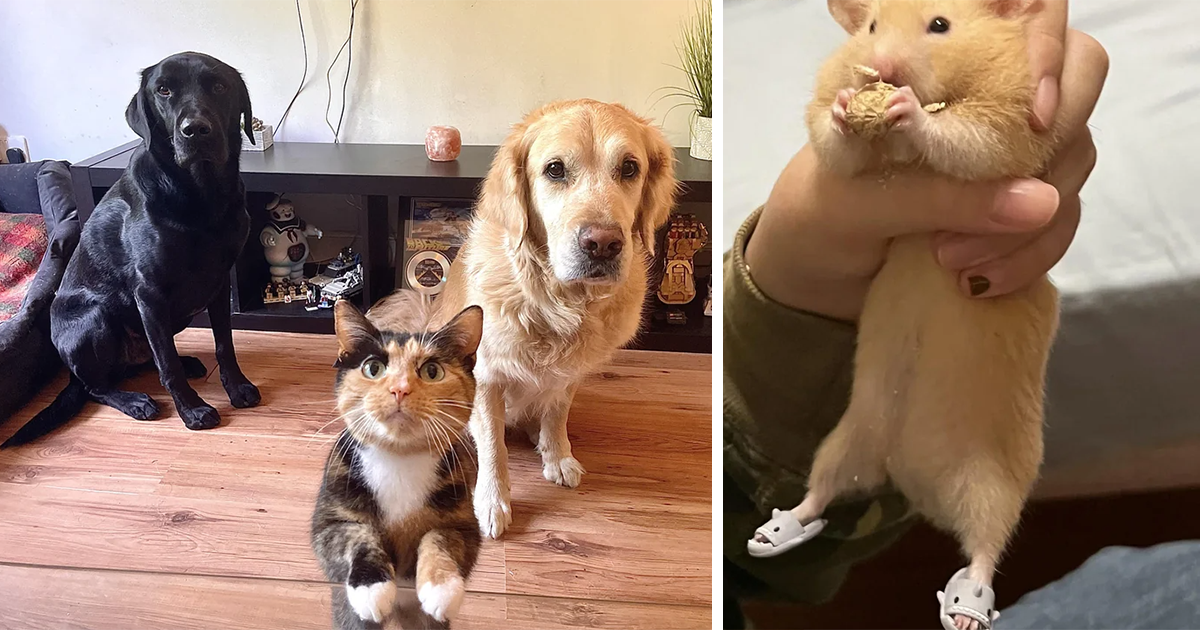 Top 15 Cutest Animals Of The Week To Start The Day With An 'Aww' (June ...