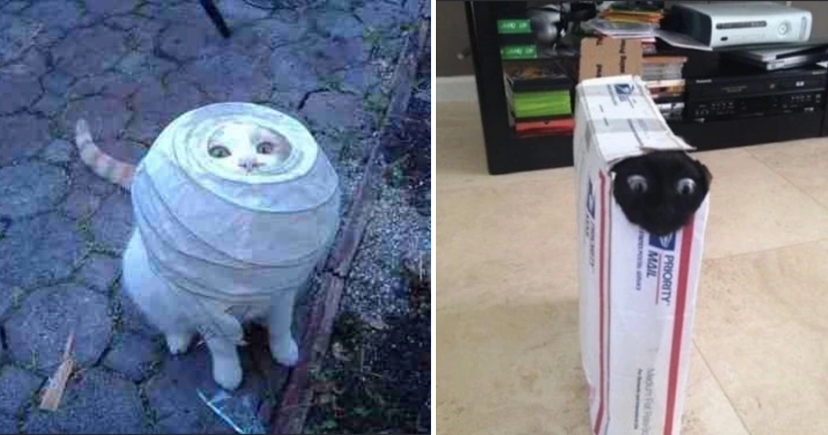 32 Precariously Placed Cats In Hilariously Risky Situations Flaunting ...