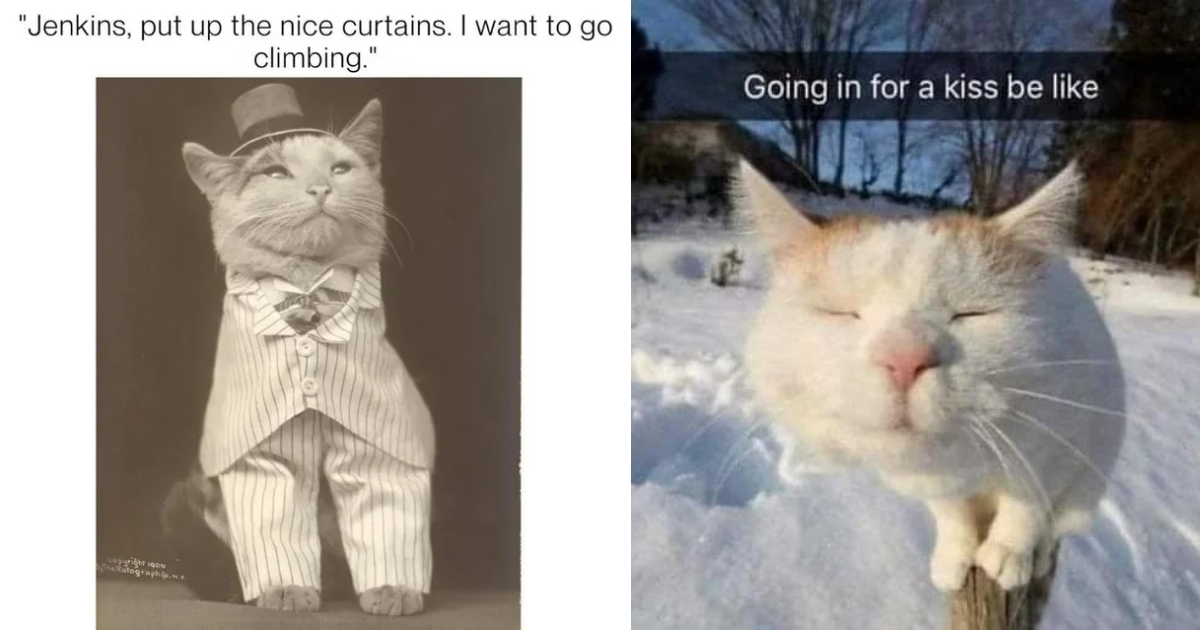 The Purrfect Distraction: 21 Cat Memes To Kickstart Your Monday - I Can ...
