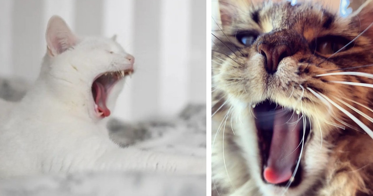 Mid-Yawn Masterpieces: 20 Cats Caught Yawning Between Snoozes - I Can ...
