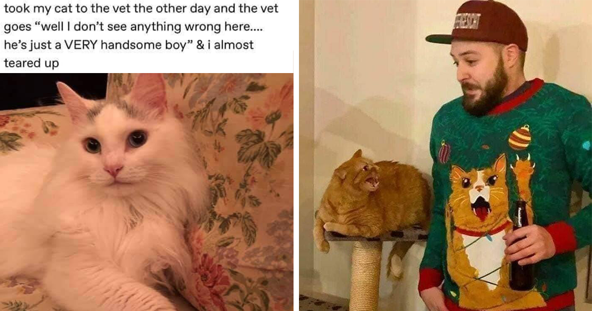 30 Snort-Worthy Cat Memes And Pics To Rise And Shine With A Smile On ...
