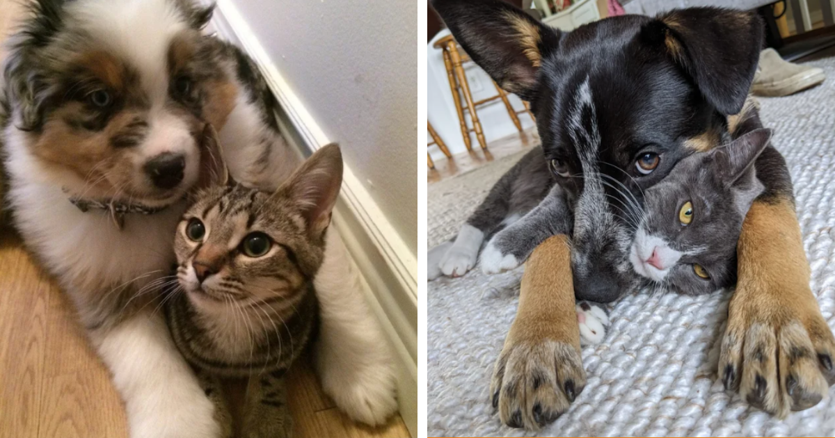 Cute Cats And Their Doggo Bffs: 17 Pics Of Adorable Animal Fwend Pairs ...