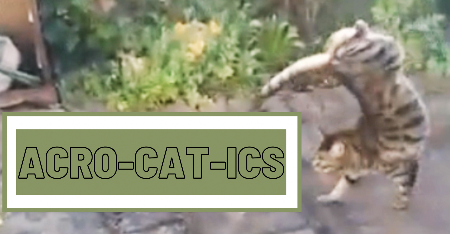 'An Impurr-essive Cat Walk': Upstanding Cat Wows New Owner With Hiss ...