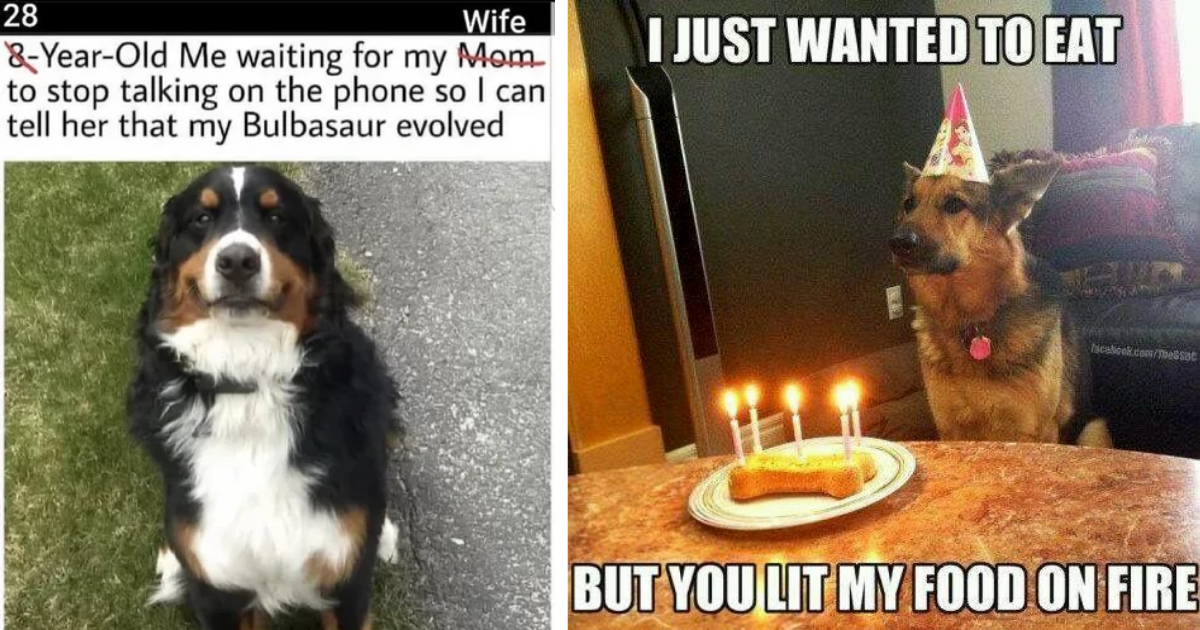Barking Up the Right Tree: 21 Amusing Dog Memes For Every Canine ...