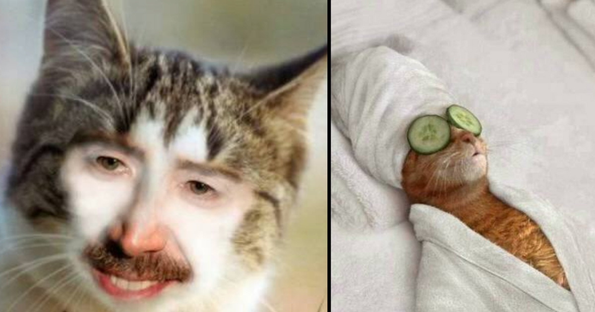 Random Pictures Of Animals