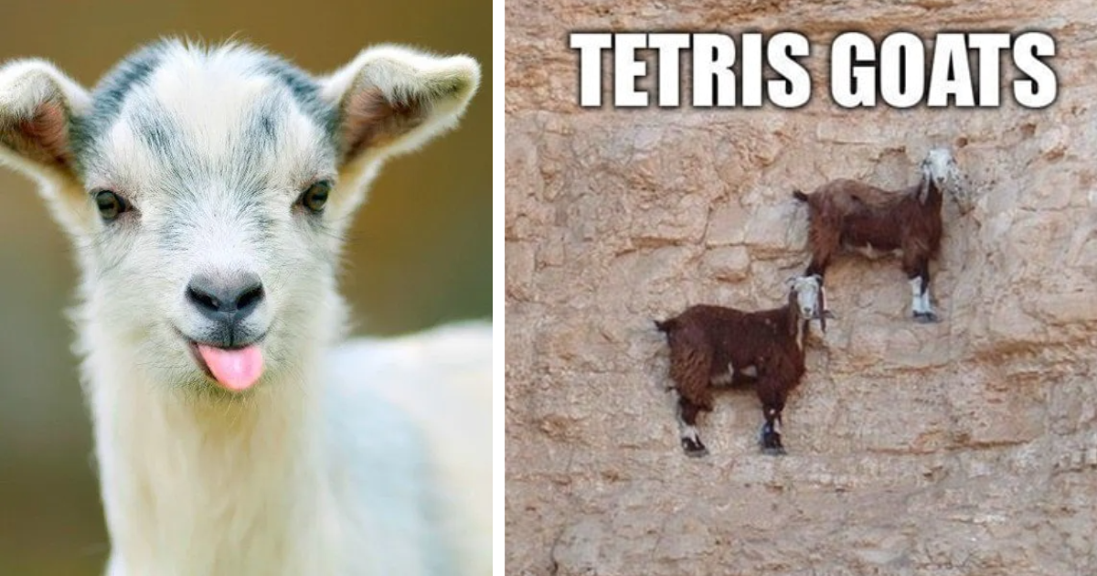 For The Love Of Goat: 18 Un-BAA-lievably Funny Goat Pictures To ...