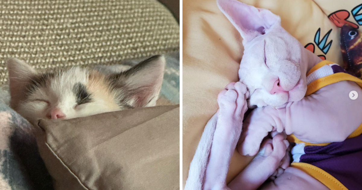 Shhh Kitten Slumber Party In Progress - 20 Pawdorable Too Cute Kittens ...