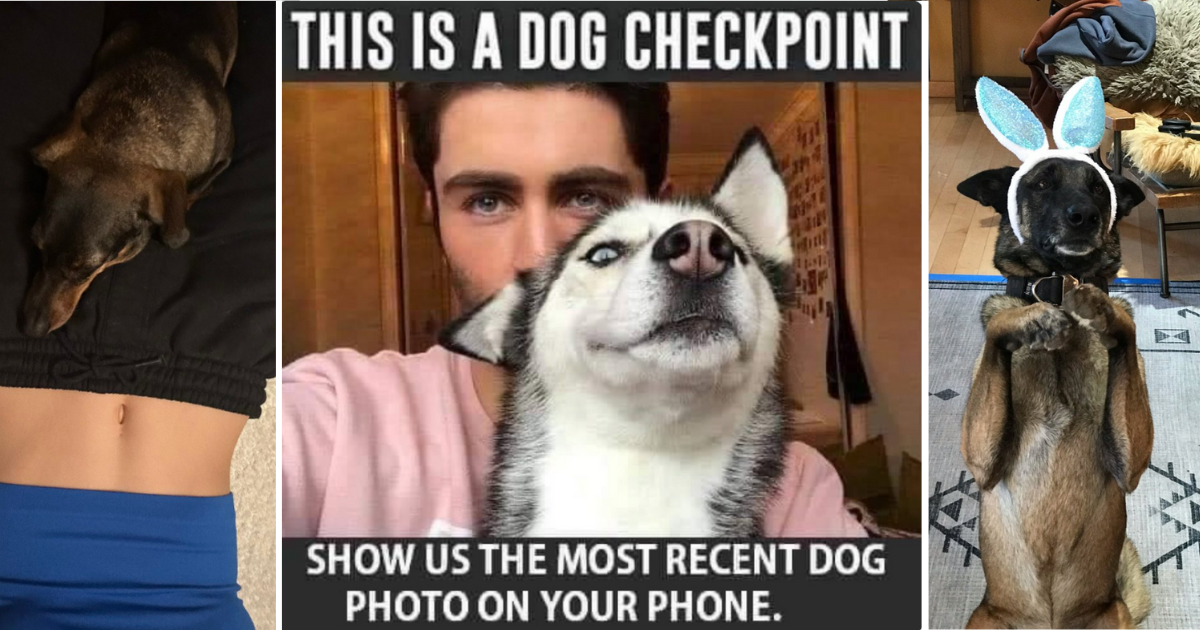 Happy Dog, Happy Hooman: 28 Adorable Tweets Of Dog Owners Sharing Their ...