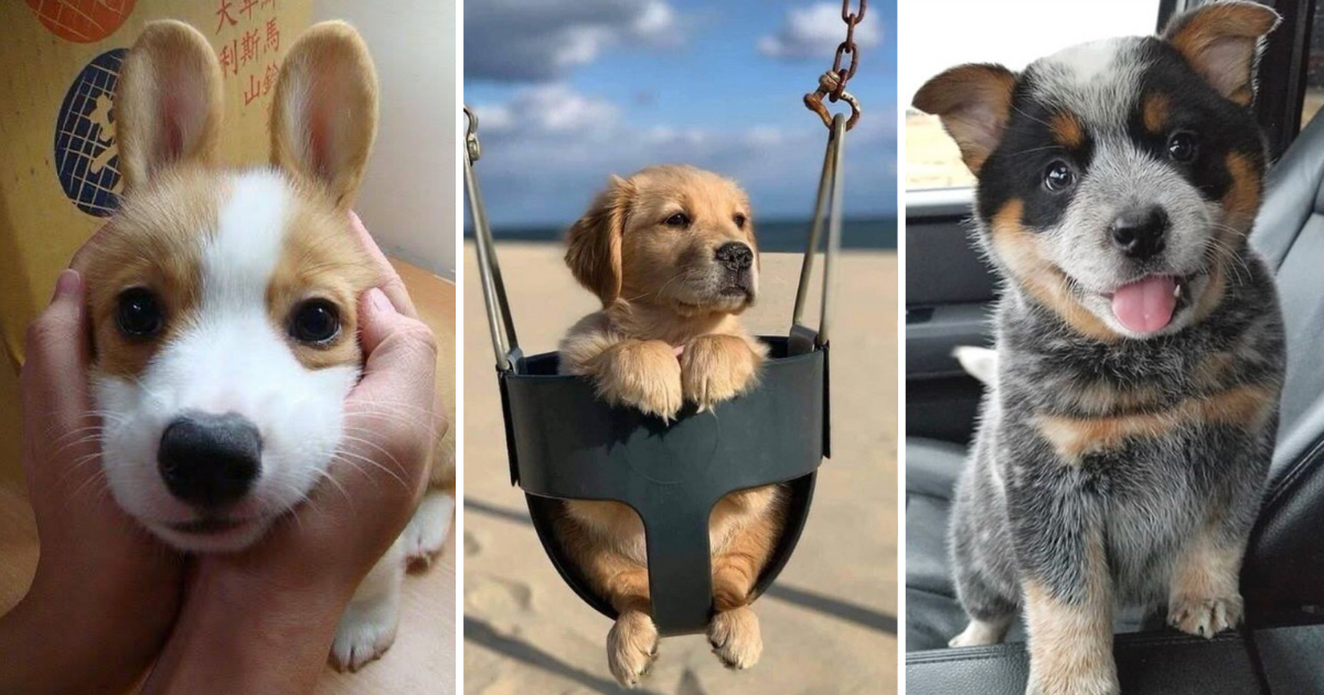 Need Help, Send Puppies - 28 Paw-dorable Puppy Pics For Anyone Needing ...