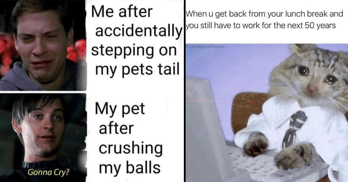 An Overflowing Water Bowl of Cat Memes For People Who Pspsps - Memebase ...