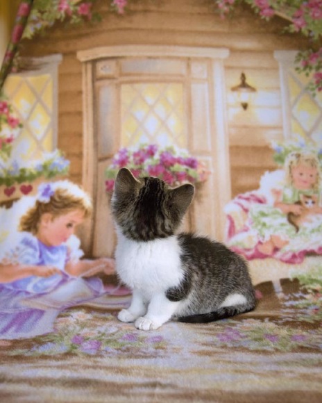 Adorably Weird Photo Series Features Studio Portraits Of Cats Not ...