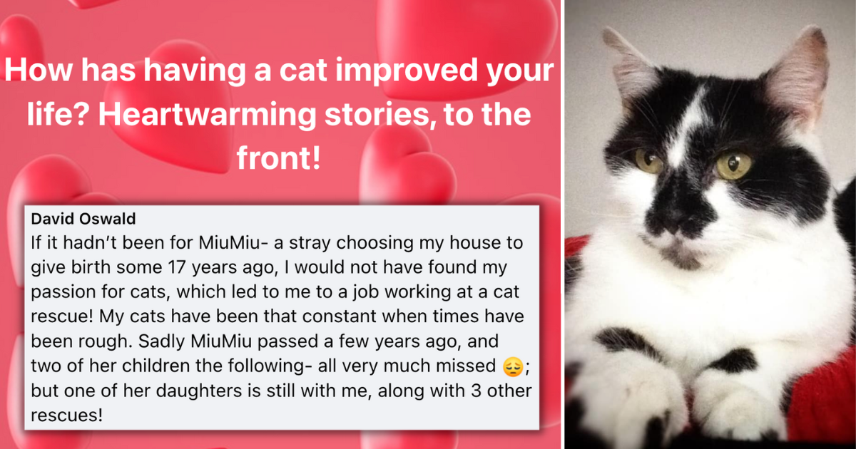 18 Wholesome And Heartwarming Cat-ecdotes Of How Having A Cat Changed ...