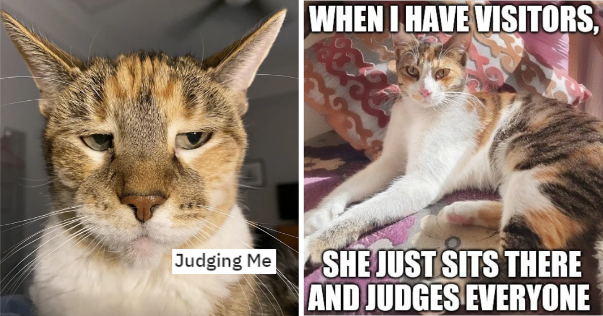 Judgy Kitty Bosses - 17 Too Cute Furballs Judging Us For Serving Their Breakfast 1 Minute Late ...