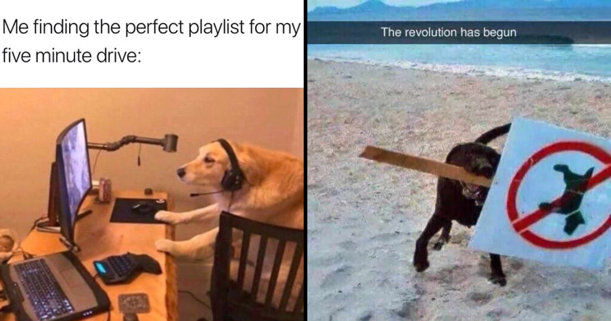 35+ Funniest Animal Memes To Help You Giggle Your Way Into A New Work ...